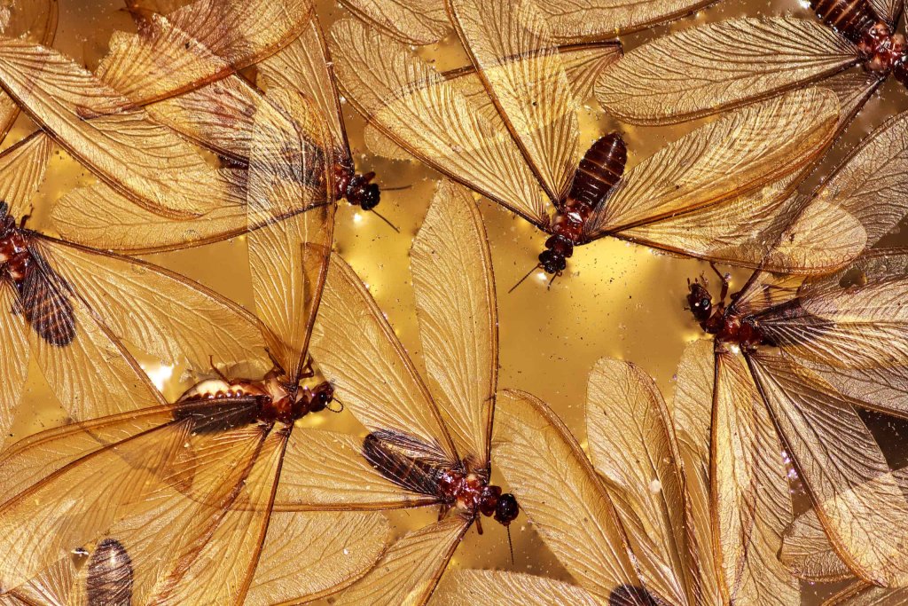 Can Termites Fly? How To Know If Flying Insects In My Phoenix Home Are ...